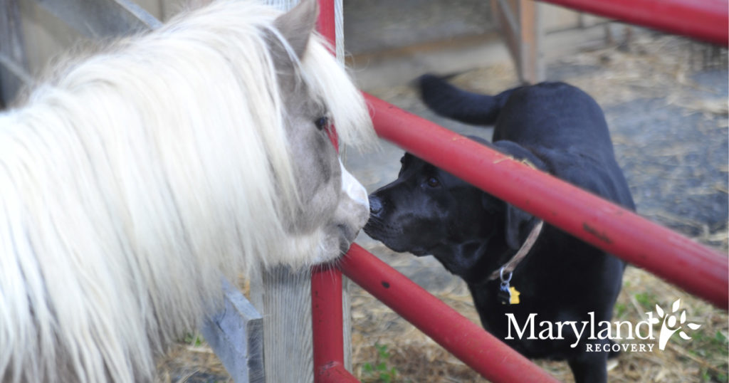 Benefits of Animal-Assisted Therapy - Great Tool for Addiction Recovery