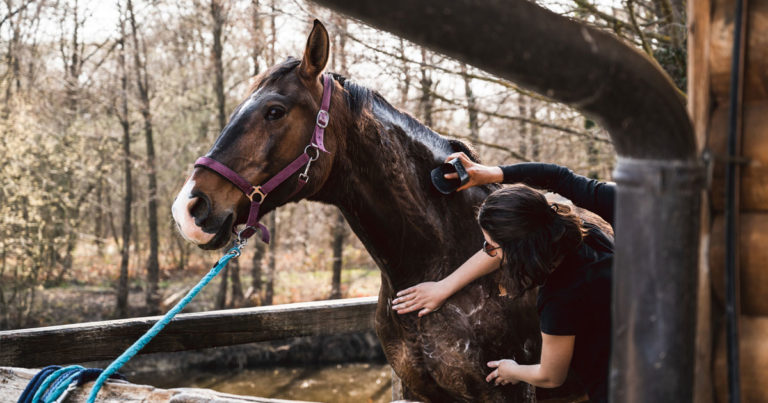 How Equine Therapy Benefits Patients in Addiction Treatment